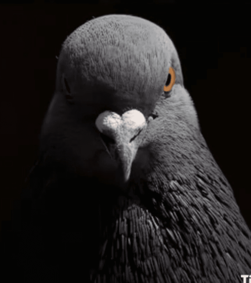 Precio de I hate the government hoy: PIGEON en USD en tiempo real, gráfico | Comprar PIGEON