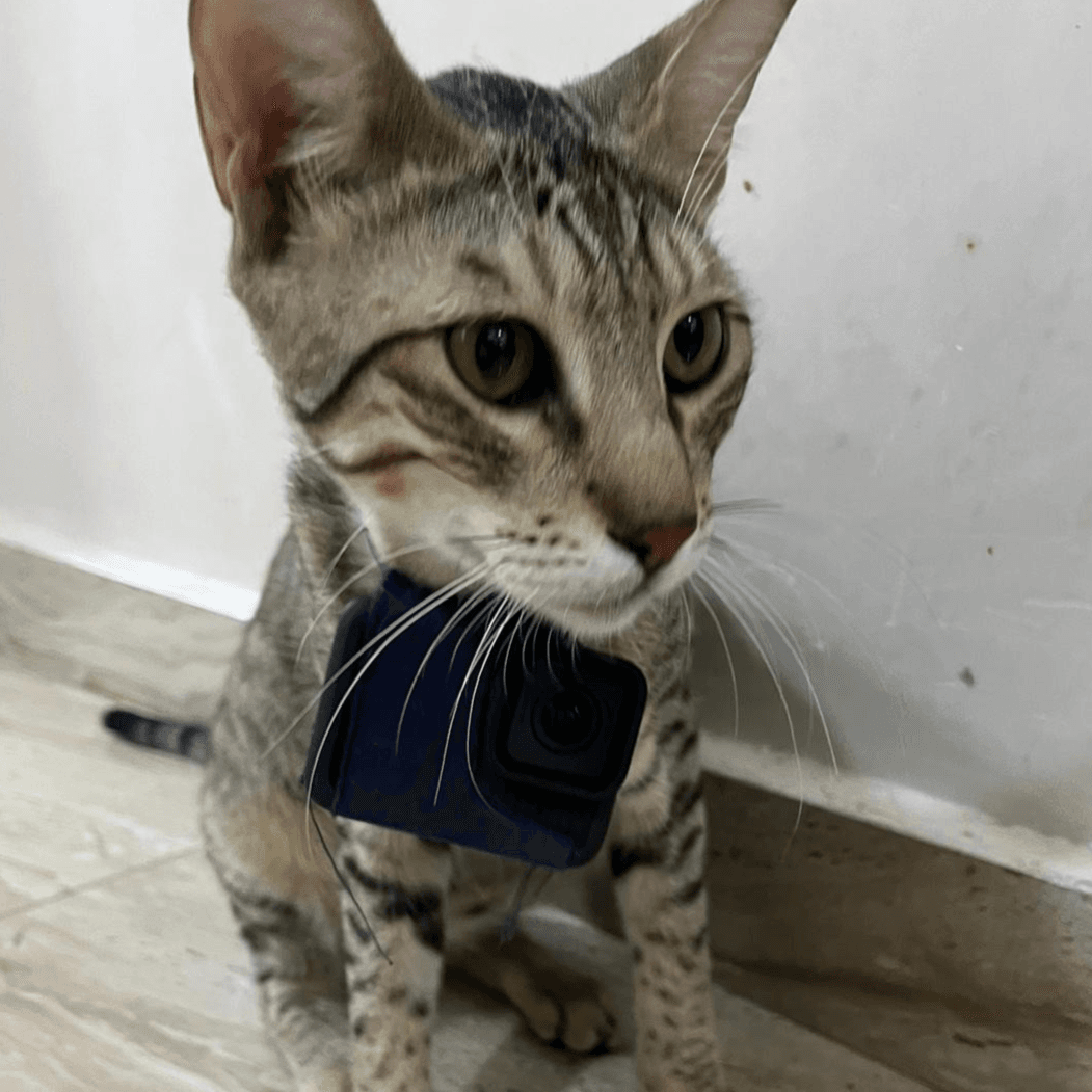 GoPro Cat Price Today: Live JINGLE to USD, Chart | Buy JINGLE Coin